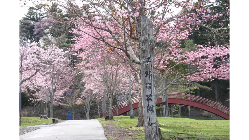 子野日公園の花見・桜情報【2025】｜ウェザーニュース