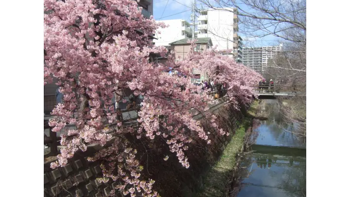 松戸宿坂川の花見・桜情報【2025】｜ウェザーニュース